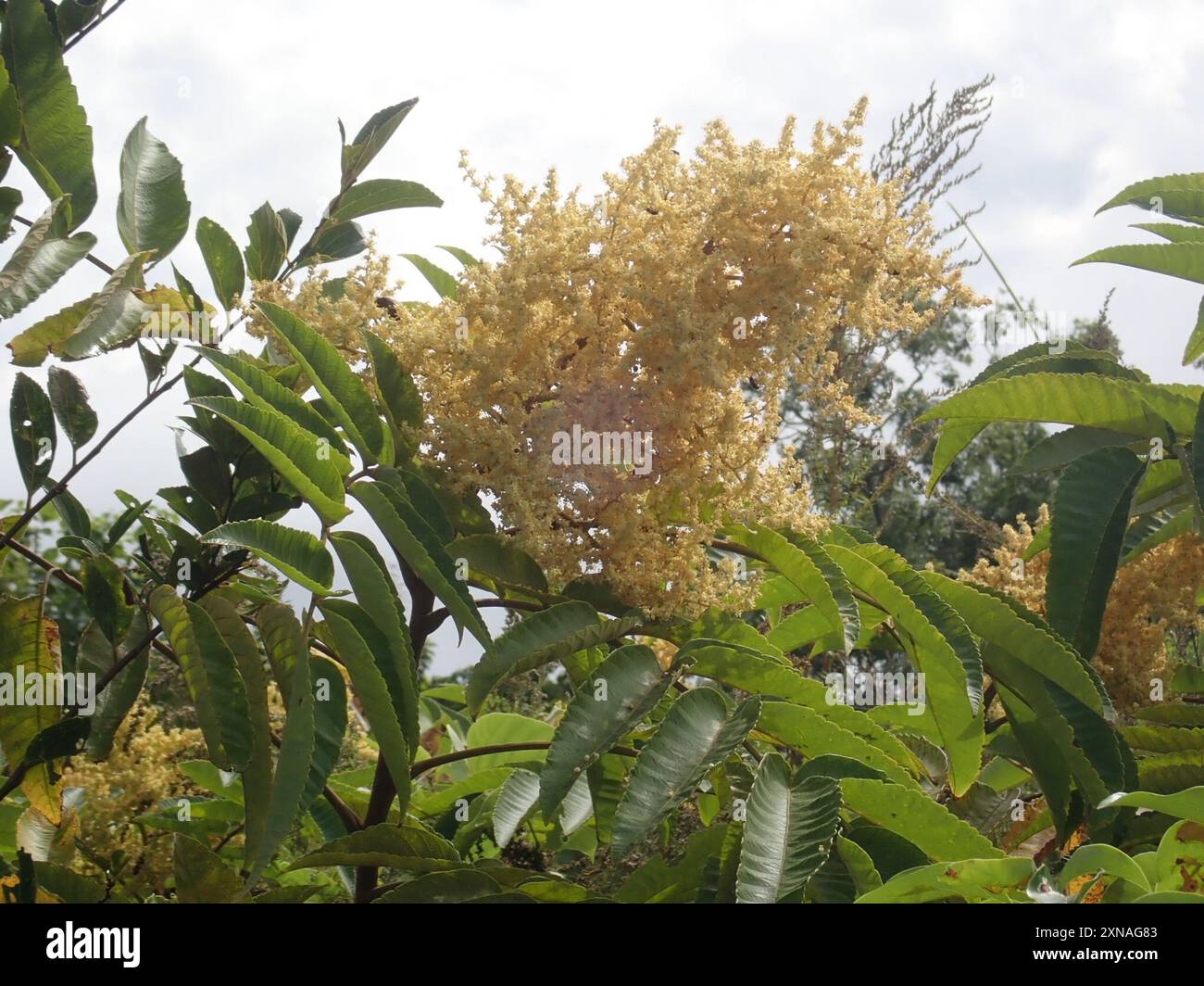 (Rhus chinensis roxburghii) Plantae Stock Photo - Alamy