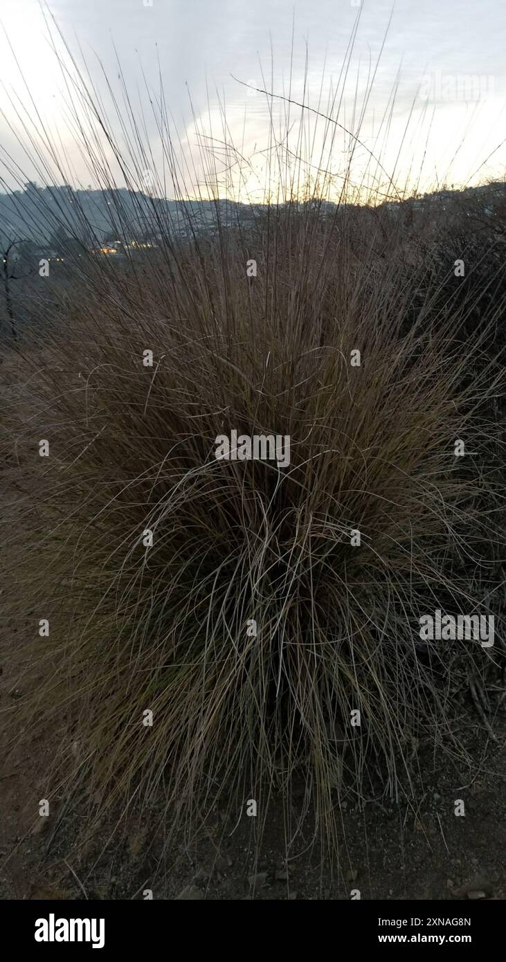 deergrass (Muhlenbergia rigens) Plantae Stock Photo - Alamy