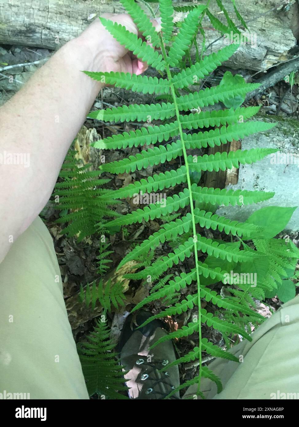 cinnamon fern (Osmundastrum cinnamomeum) Plantae Stock Photo - Alamy