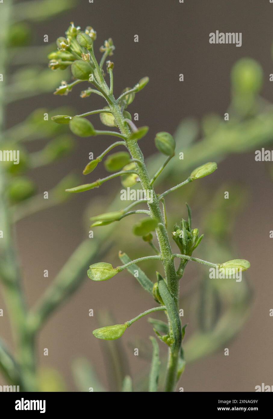 Common Peppergrass (Lepidium densiflorum) Plantae Stock Photo - Alamy