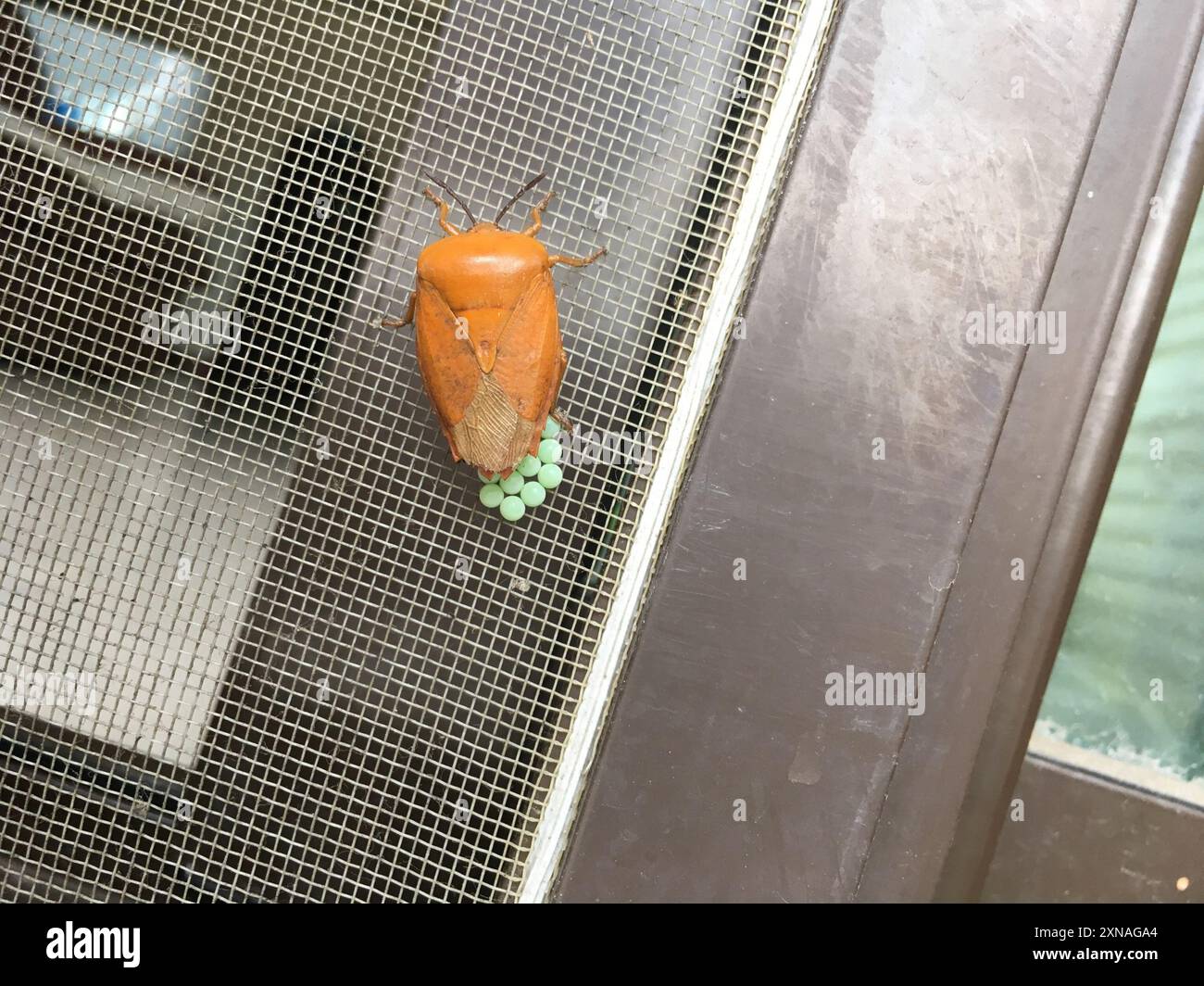 Lychee Stink Bug (Tessaratoma papillosa) Insecta Stock Photo - Alamy Lychee Stink Bug (Tessaratoma papillosa) Insecta Stock Photo - Alamy
