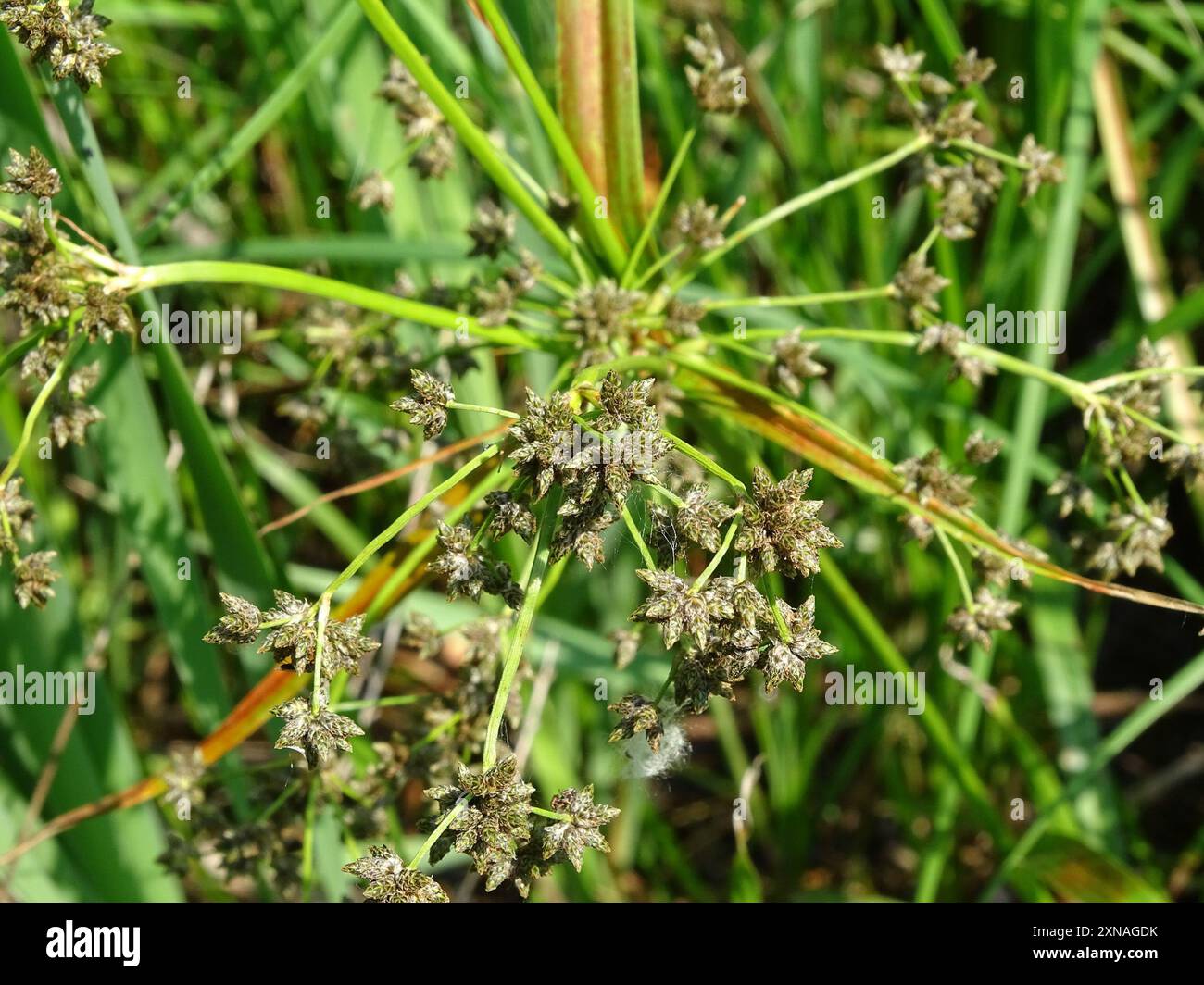Panicled Bulrush (Scirpus microcarpus) Plantae Stock Photo - Alamy