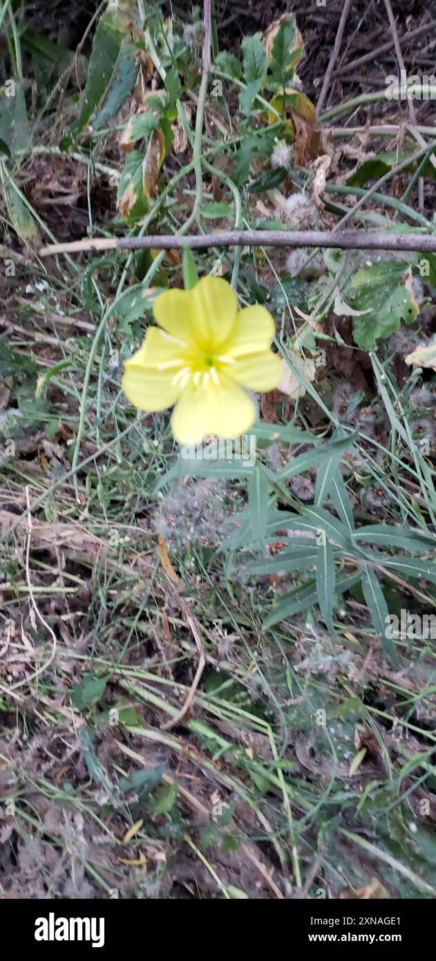 tall evening primrose (Oenothera elata) Plantae Stock Photo - Alamy
