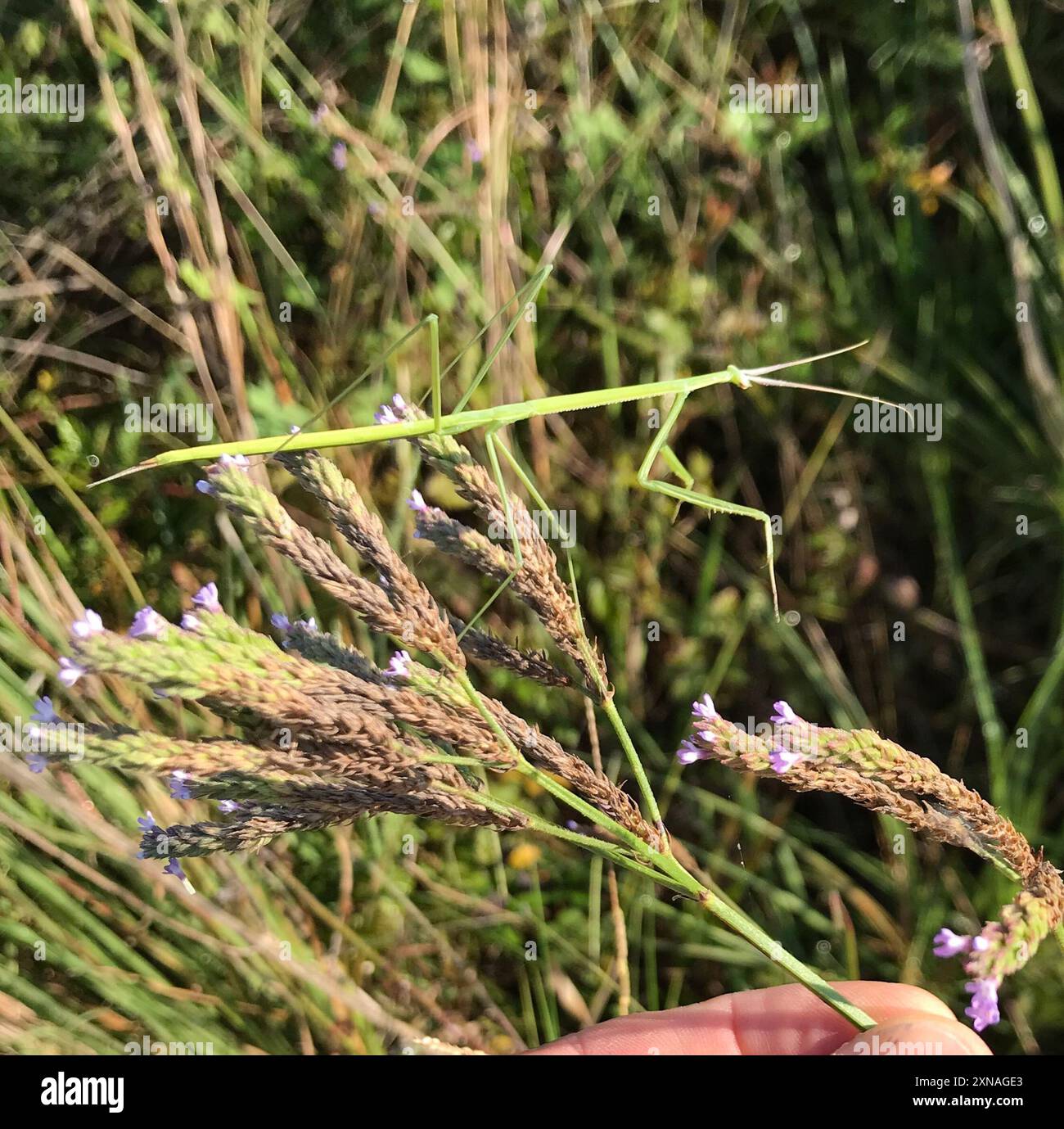 Northern Grass Mantis (Brunneria borealis) Insecta Stock Photo - Alamy