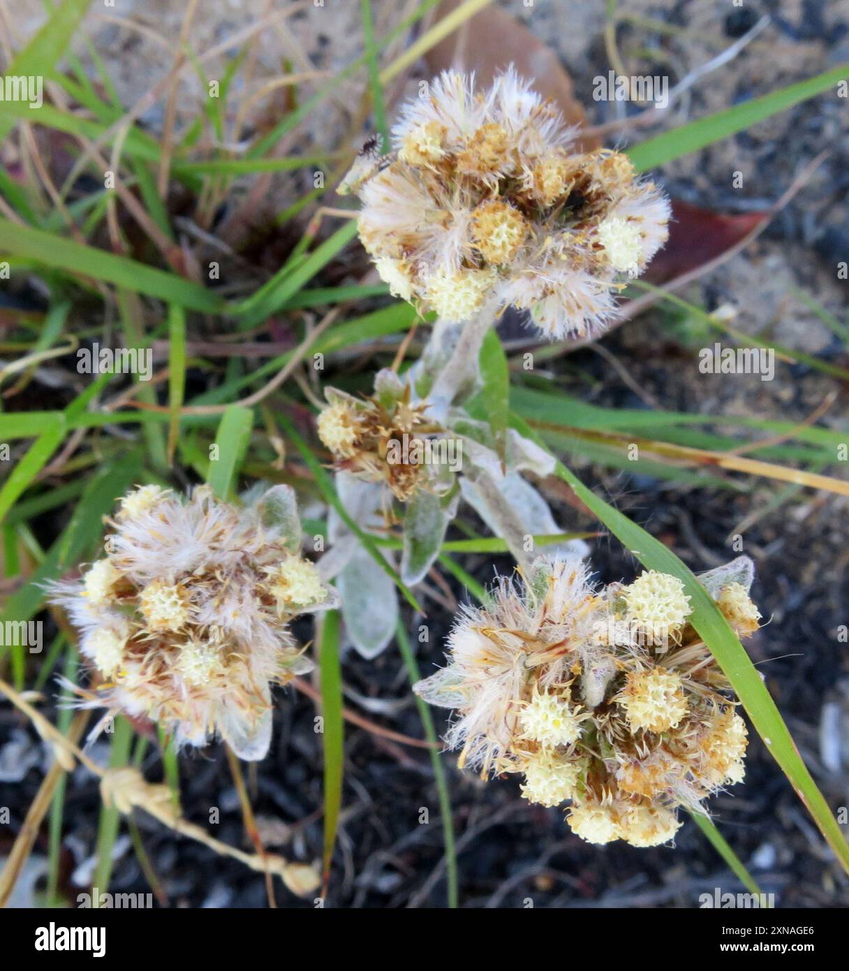 Spiral Everlasting (Helichrysum spiralepis) Plantae Stock Photo - Alamy