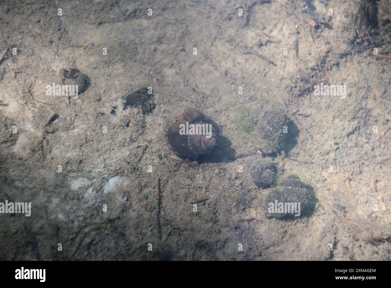 River Snails (Viviparidae) Mollusca Stock Photo - Alamy