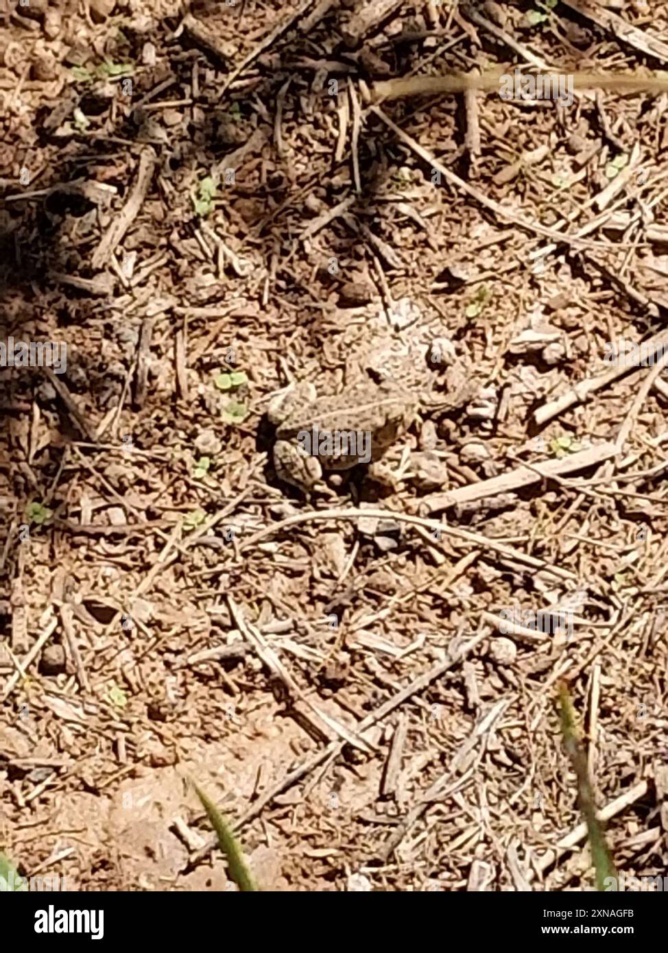 Woodhouse's Toad (Anaxyrus woodhousii) Amphibia Stock Photo - Alamy