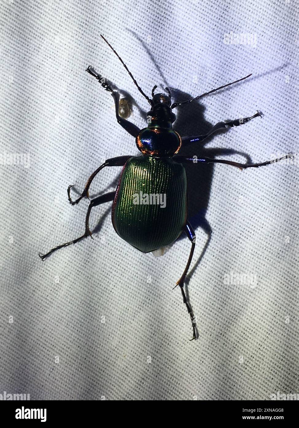 Fiery Searcher (Calosoma scrutator) Insecta Stock Photo - Alamy