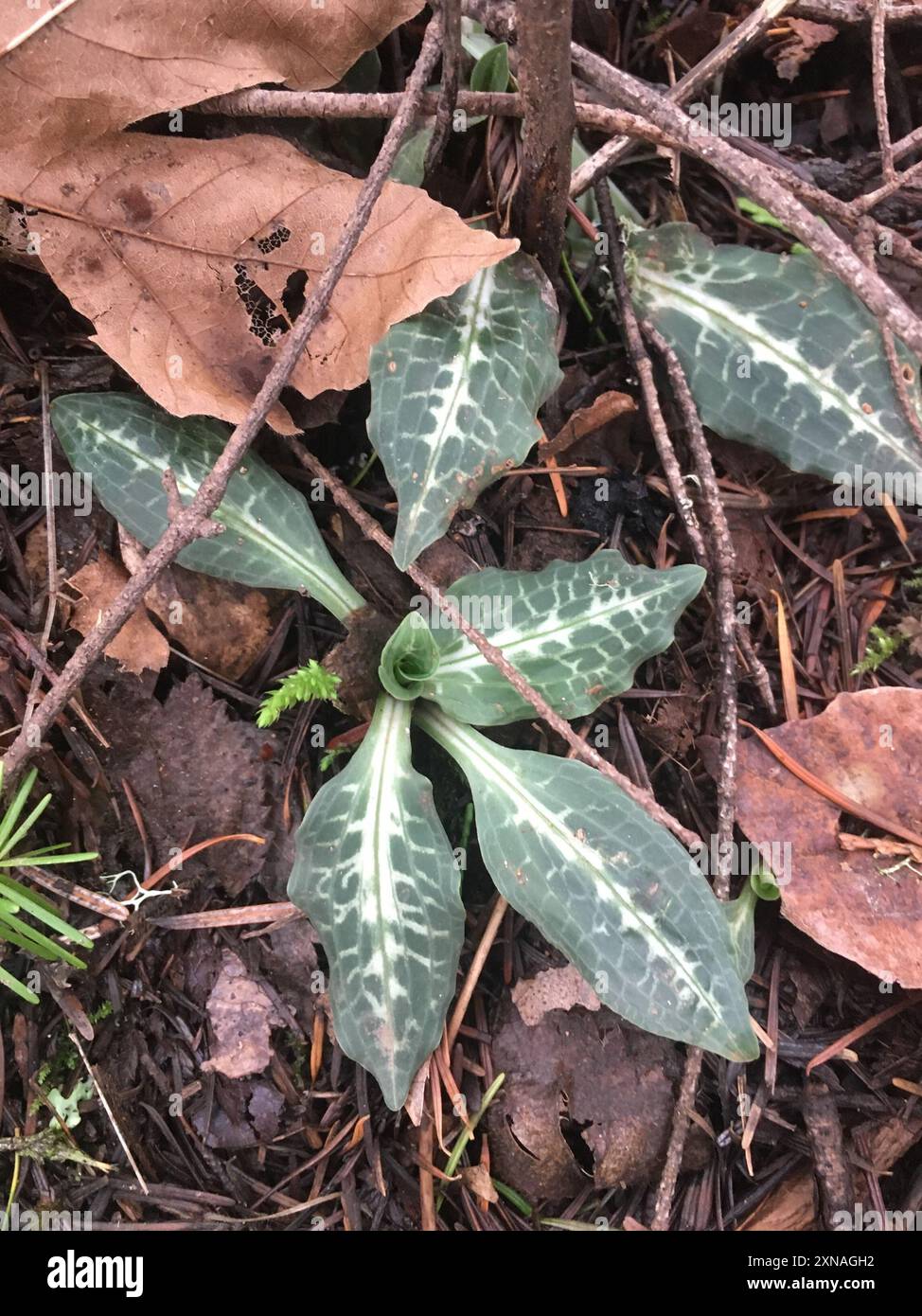 Western Rattlesnake Plantain (Goodyera oblongifolia) Plantae Stock ...