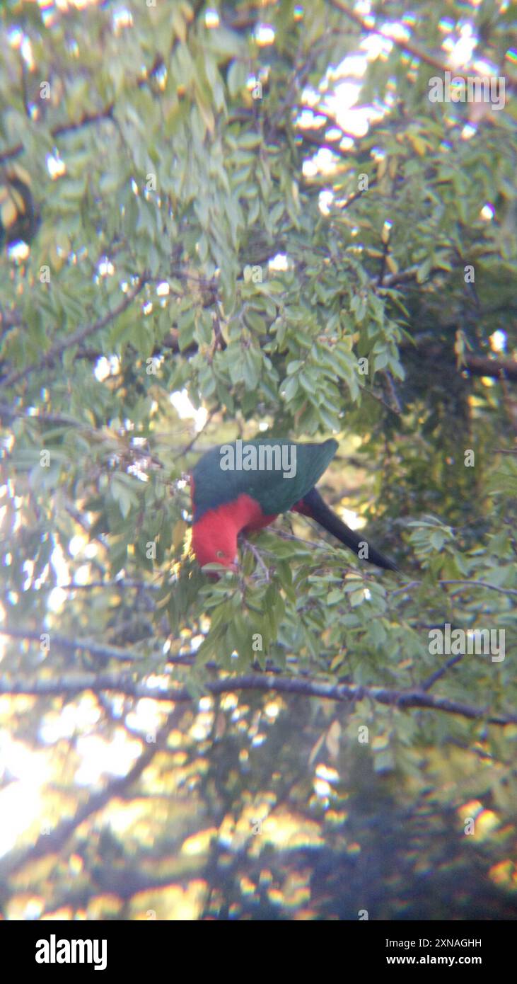 Australian King Parrot (Alisterus scapularis) Aves Stock Photo - Alamy
