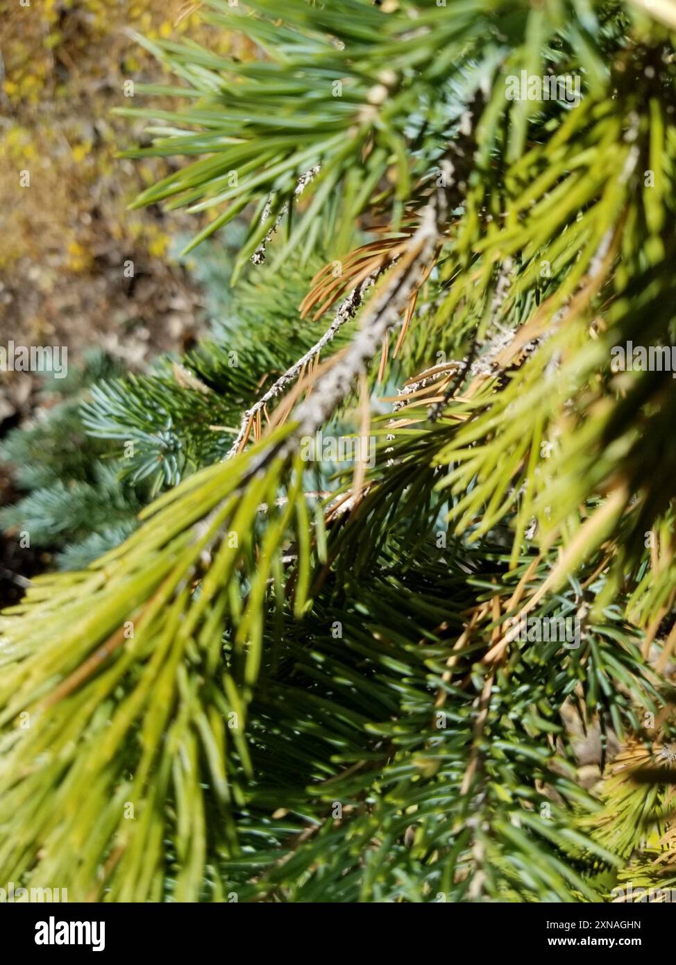 pine family (Pinaceae) Plantae Stock Photo - Alamy