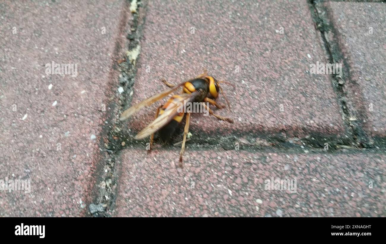 Southern Giant Hornet (Vespa soror) Insecta Stock Photo - Alamy