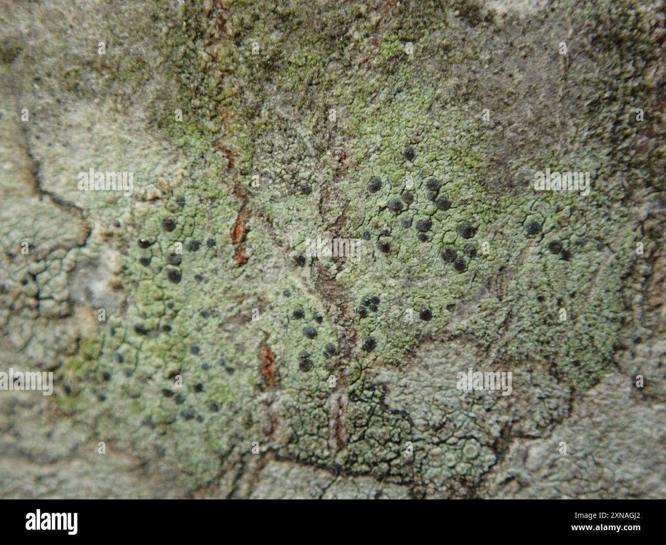 Frosted Comma Lichen (Chrysothrix caesia) Fungi Stock Photo - Alamy