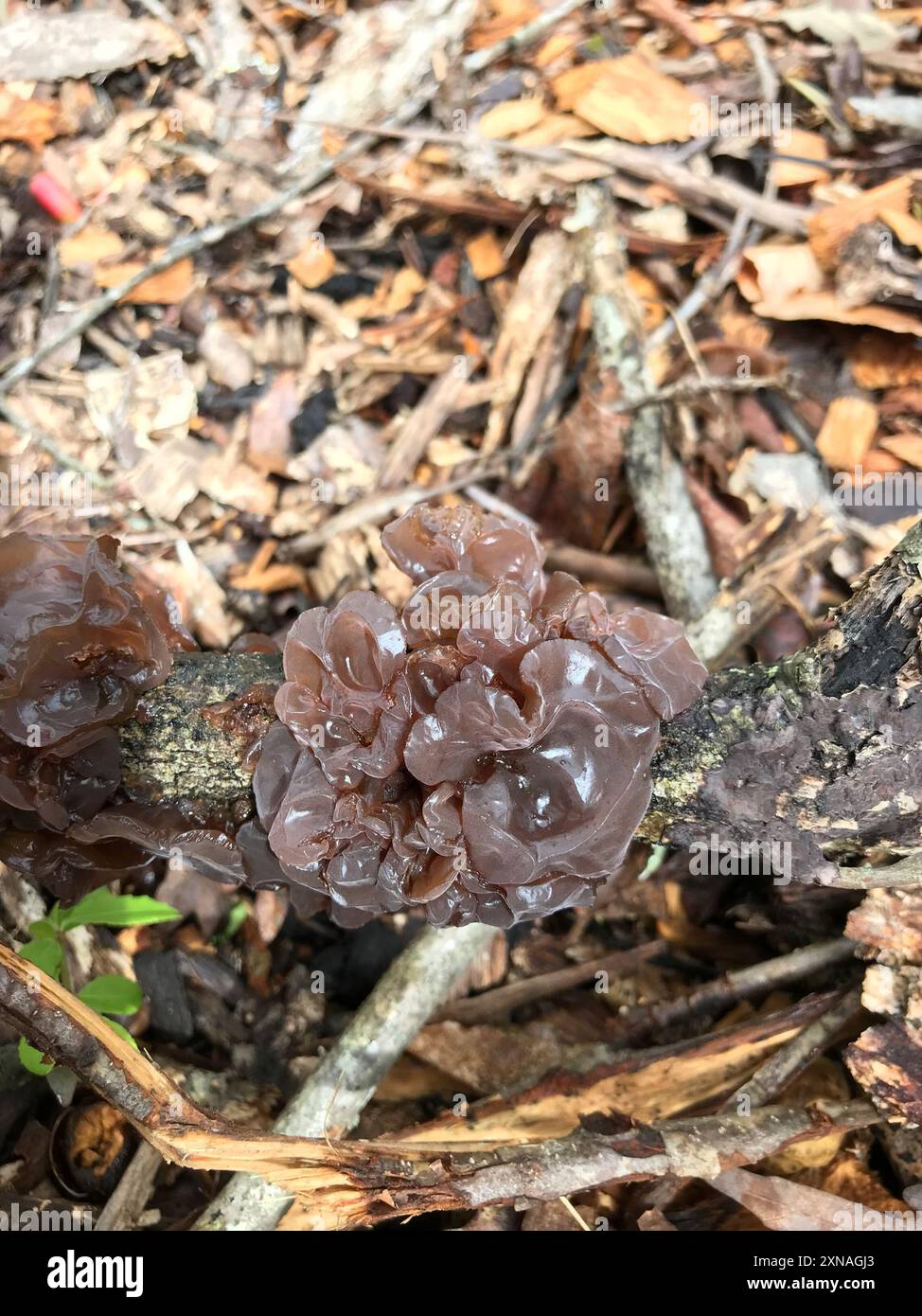 Leafy Brain (Phaeotremella foliacea) Fungi Stock Photo - Alamy
