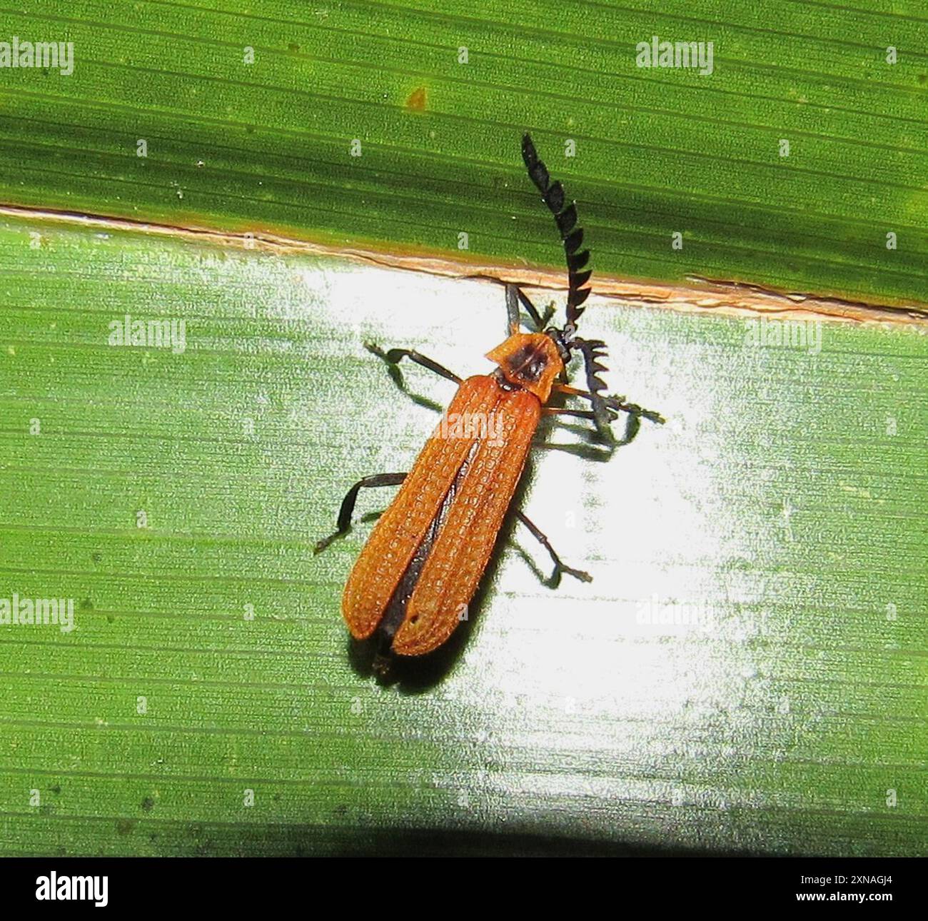 Net-winged Beetles (Lycidae) Insecta Stock Photo - Alamy