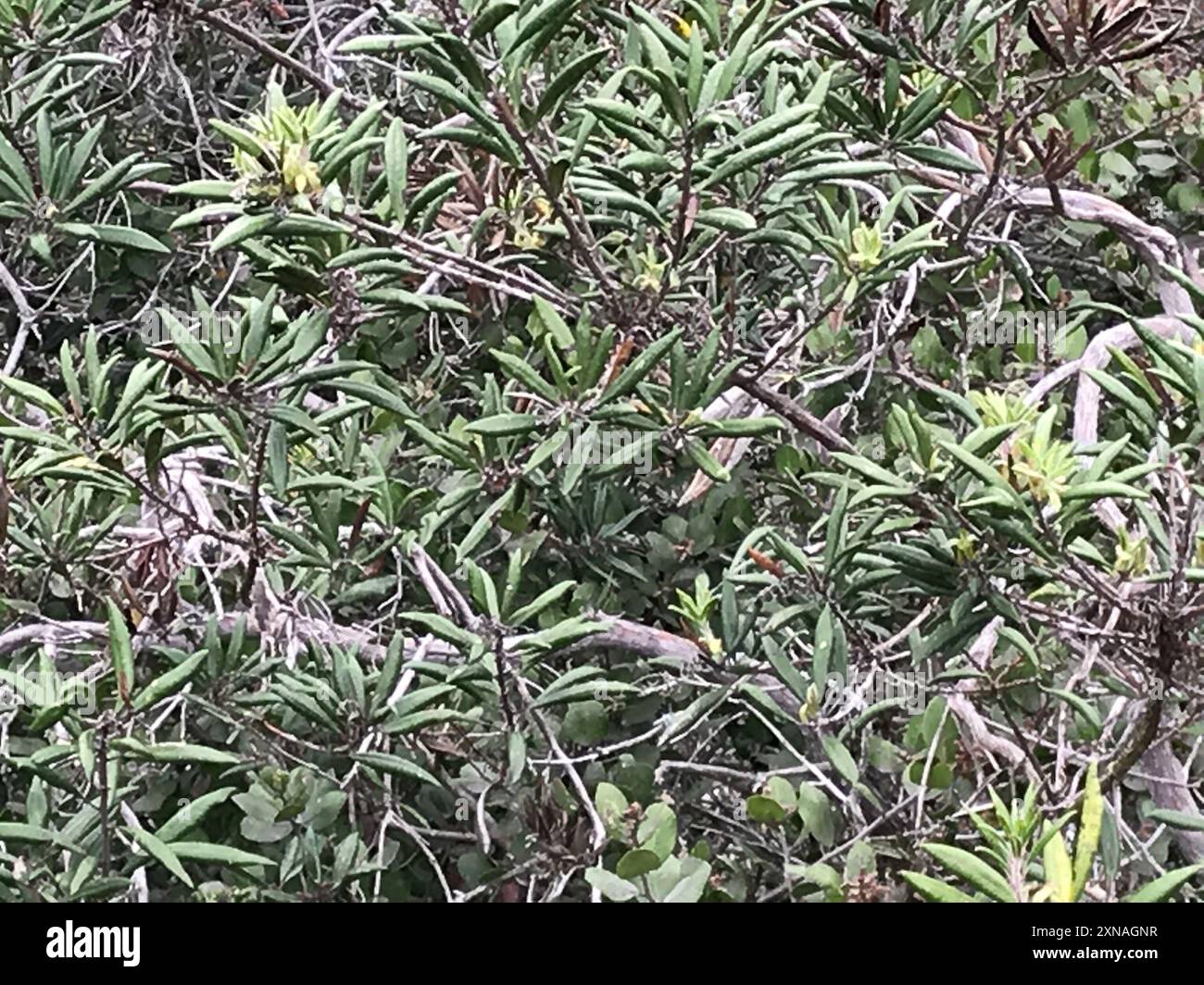 summer holly (Comarostaphylis diversifolia) Plantae Stock Photo - Alamy