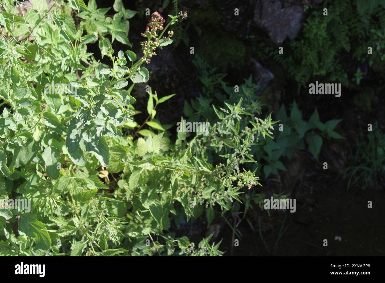 Water Figwort (Scrophularia auriculata) Plantae Stock Photo - Alamy