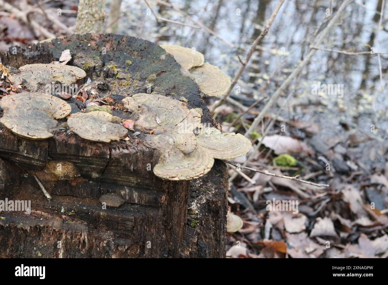 shelf fungi (Polyporales) Fungi Stock Photo - Alamy