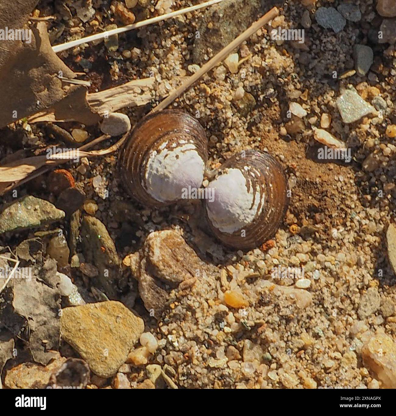 Asian Clam (Corbicula fluminea) Mollusca Stock Photo - Alamy