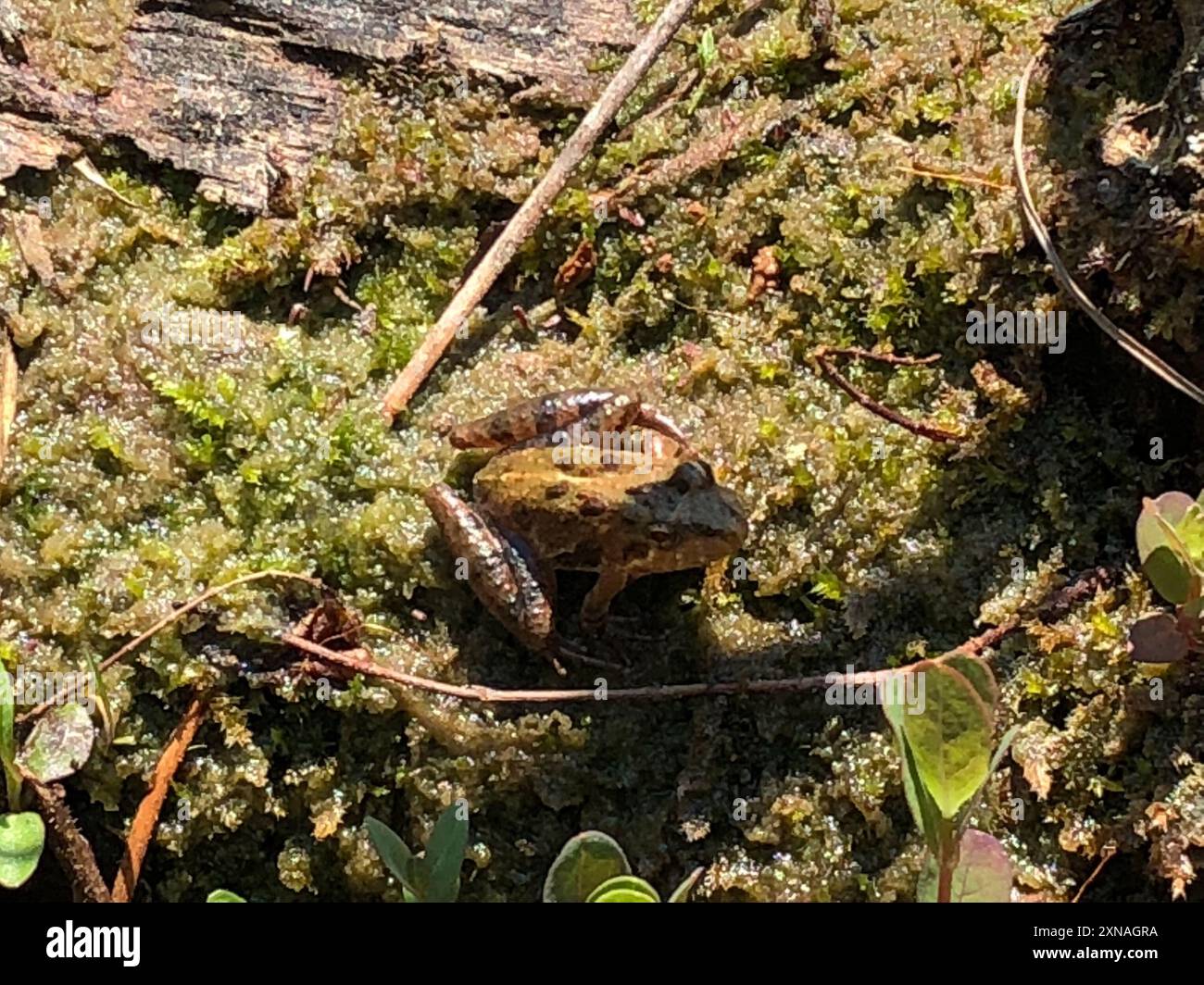 Southern Cricket Frog (Acris gryllus) Amphibia Stock Photo - Alamy
