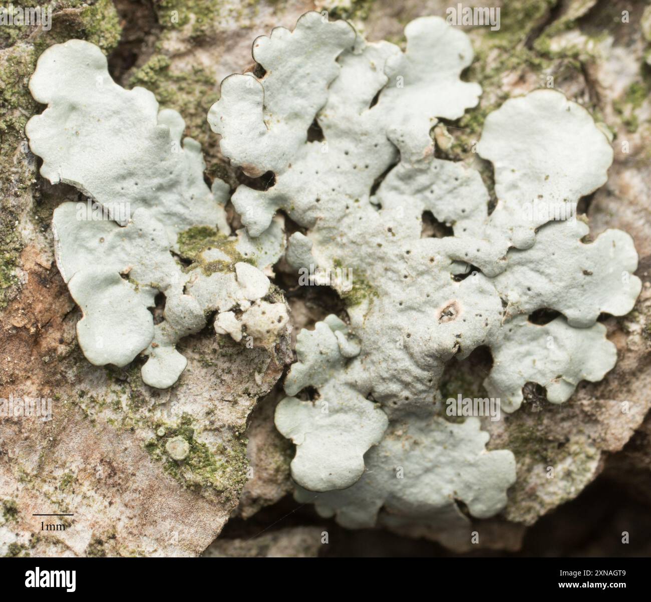 shield lichens and allies (Parmeliaceae) Fungi Stock Photo - Alamy