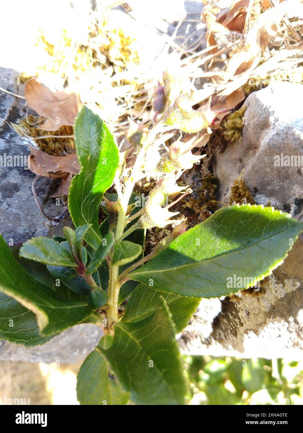 redclaws (Escallonia rubra) Plantae Stock Photo - Alamy