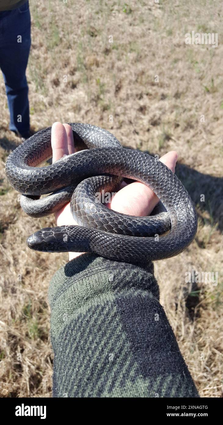 Southern Black Racer (Coluber constrictor priapus) Reptilia Stock Photo ...