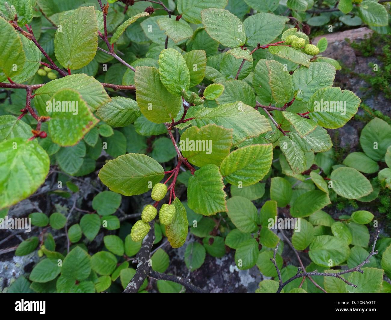 green alder (Alnus alnobetula) Plantae Stock Photo - Alamy