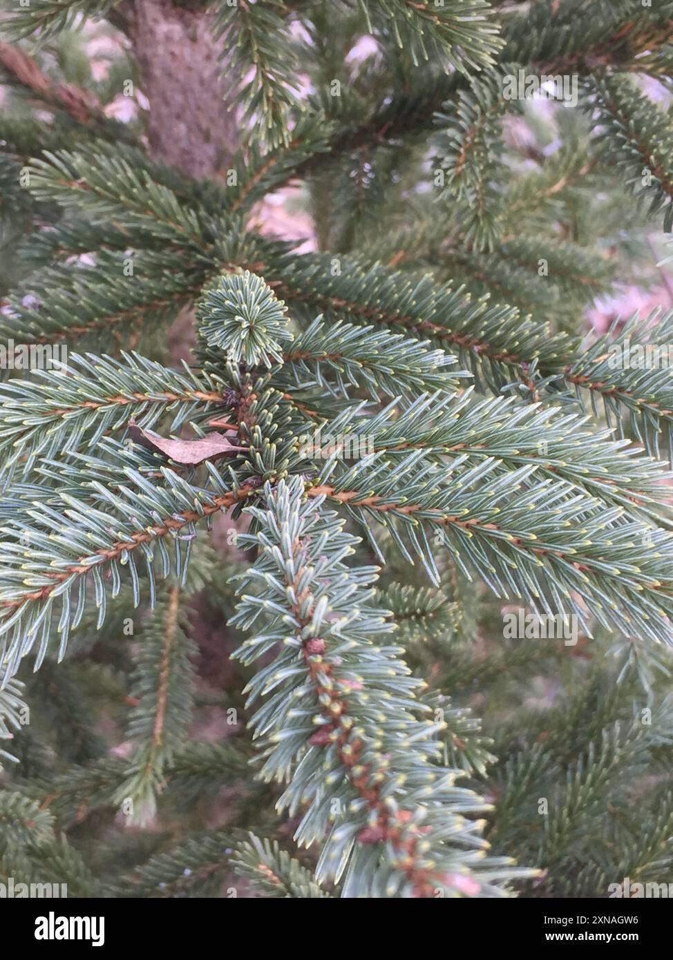 white spruce (Picea glauca) Plantae Stock Photo - Alamy