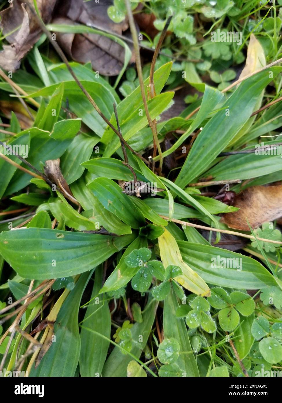 ribwort plantain (Plantago lanceolata) Plantae Stock Photo - Alamy