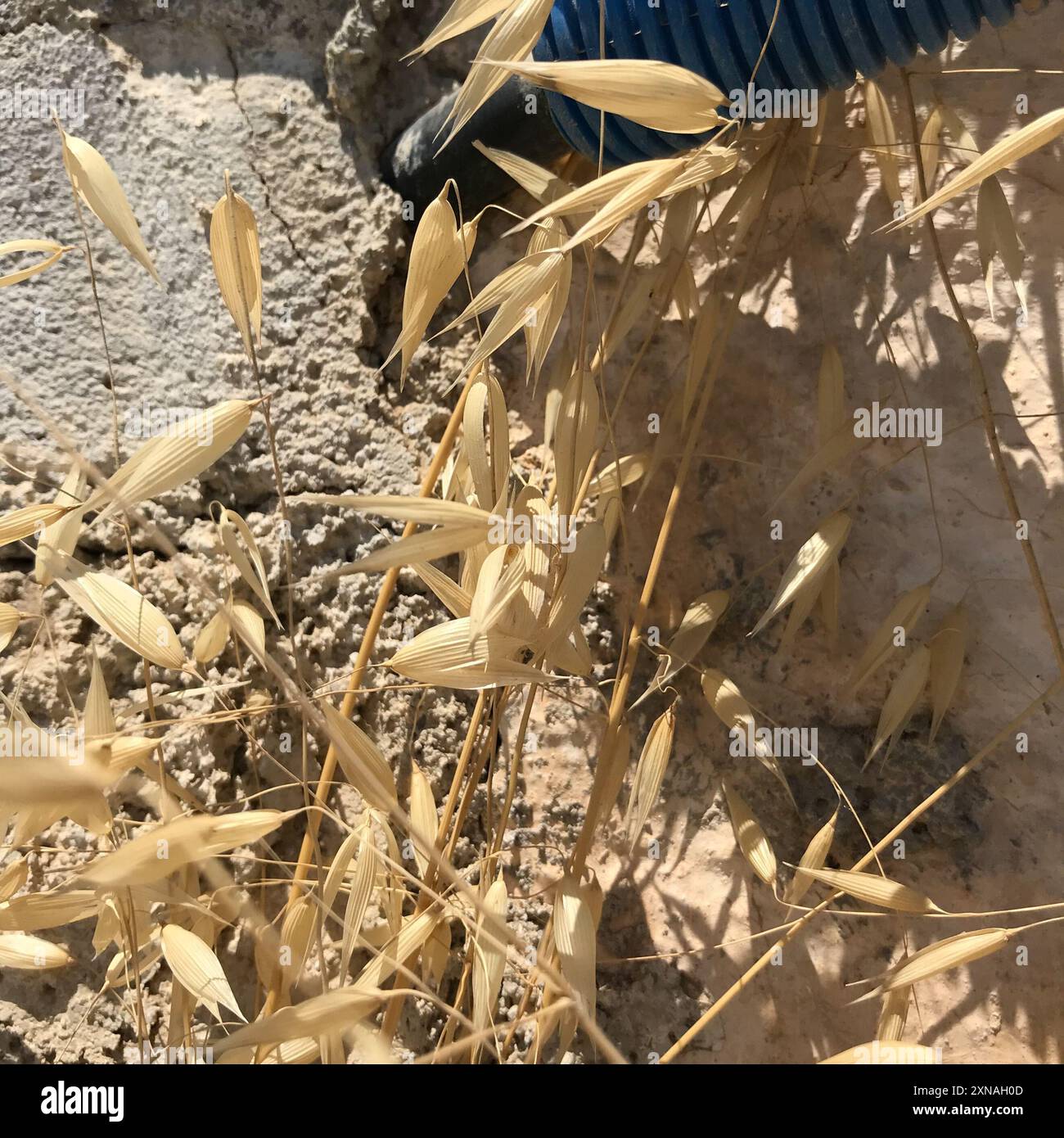 animated oat (Avena sterilis) Plantae Stock Photo - Alamy