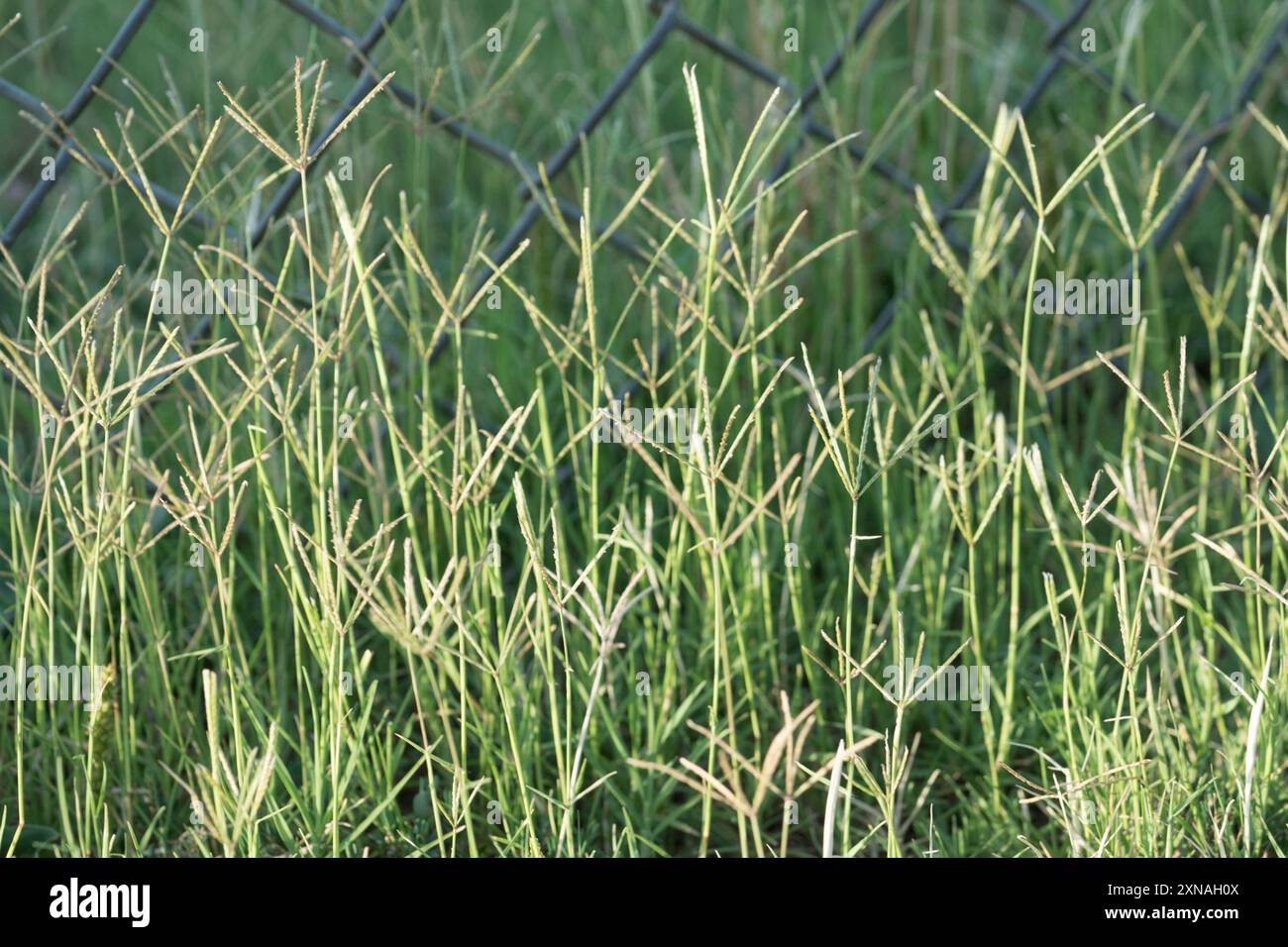 Bermuda grass (Cynodon dactylon) Plantae Stock Photo - Alamy