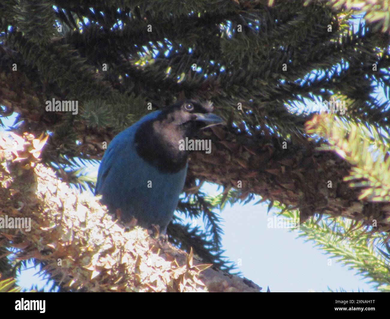 Azure Jay (Cyanocorax caeruleus) Aves Stock Photo - Alamy