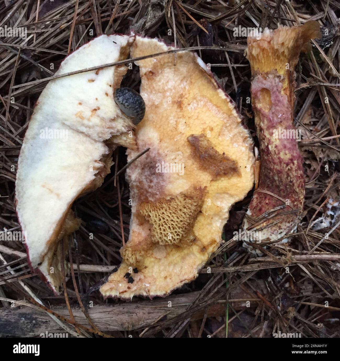 Painted Suillus (Suillus spraguei) Fungi Stock Photo - Alamy