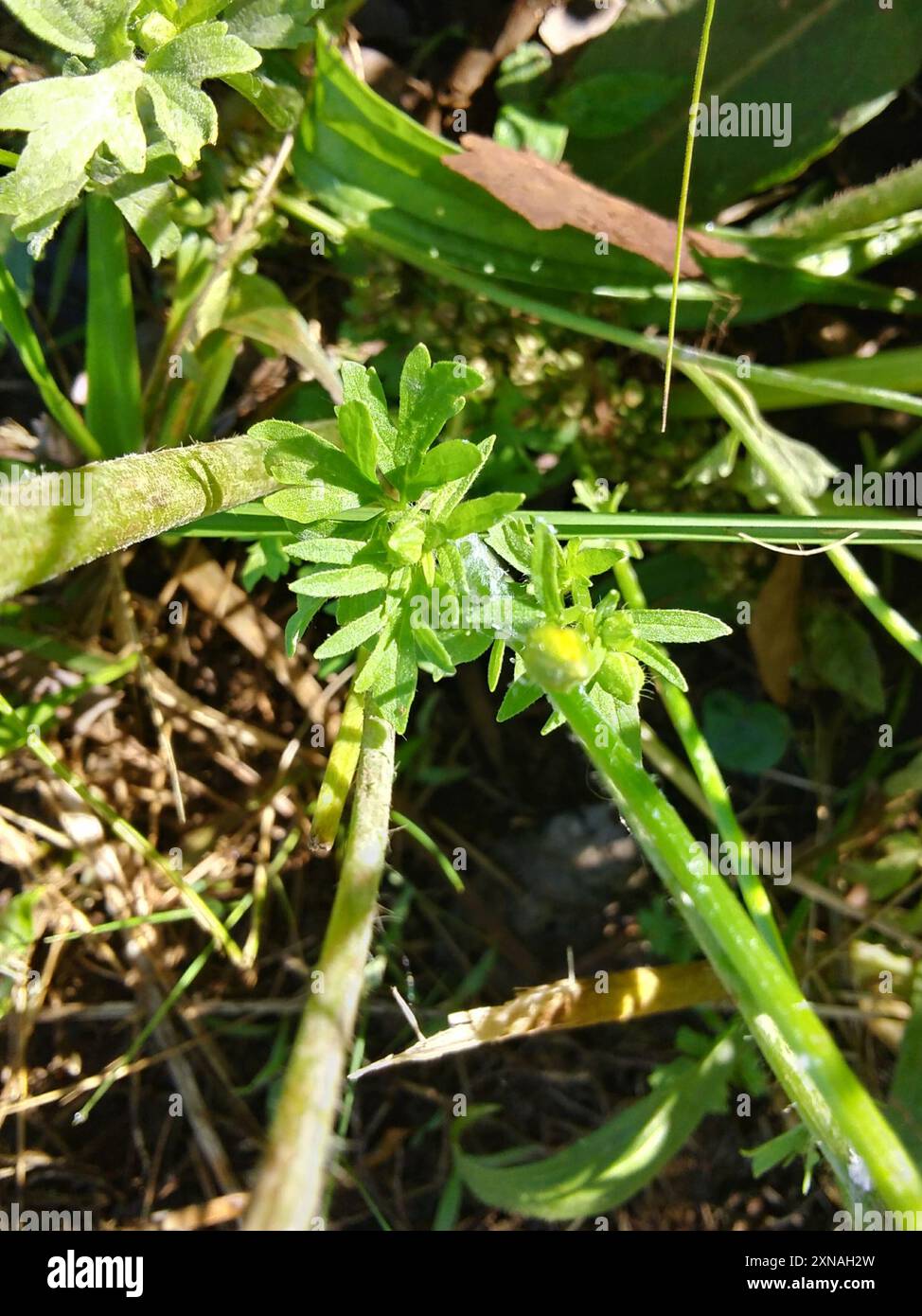 buttercup family (Ranunculaceae) Plantae Stock Photo - Alamy