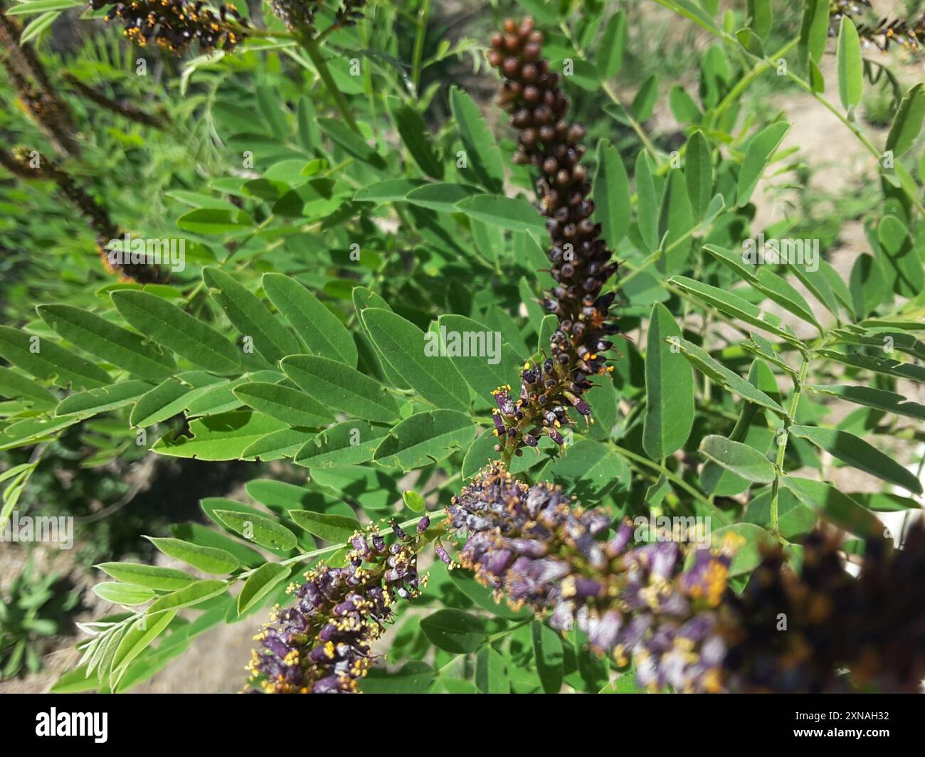 false indigo bush (Amorpha fruticosa) Plantae Stock Photo - Alamy