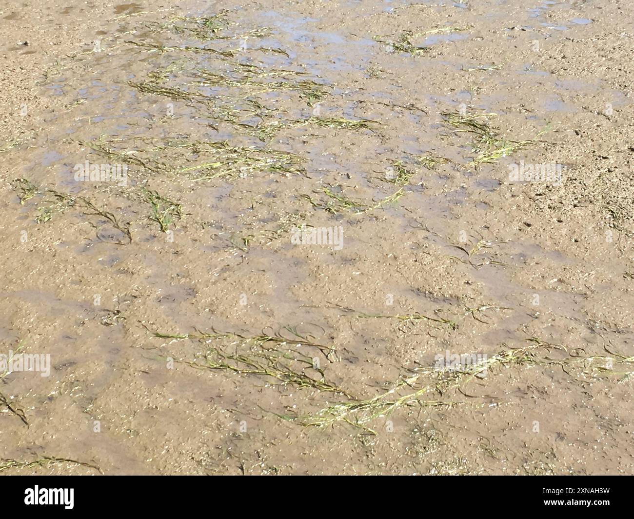 Japanese Eelgrass (Zostera japonica) Plantae Stock Photo - Alamy