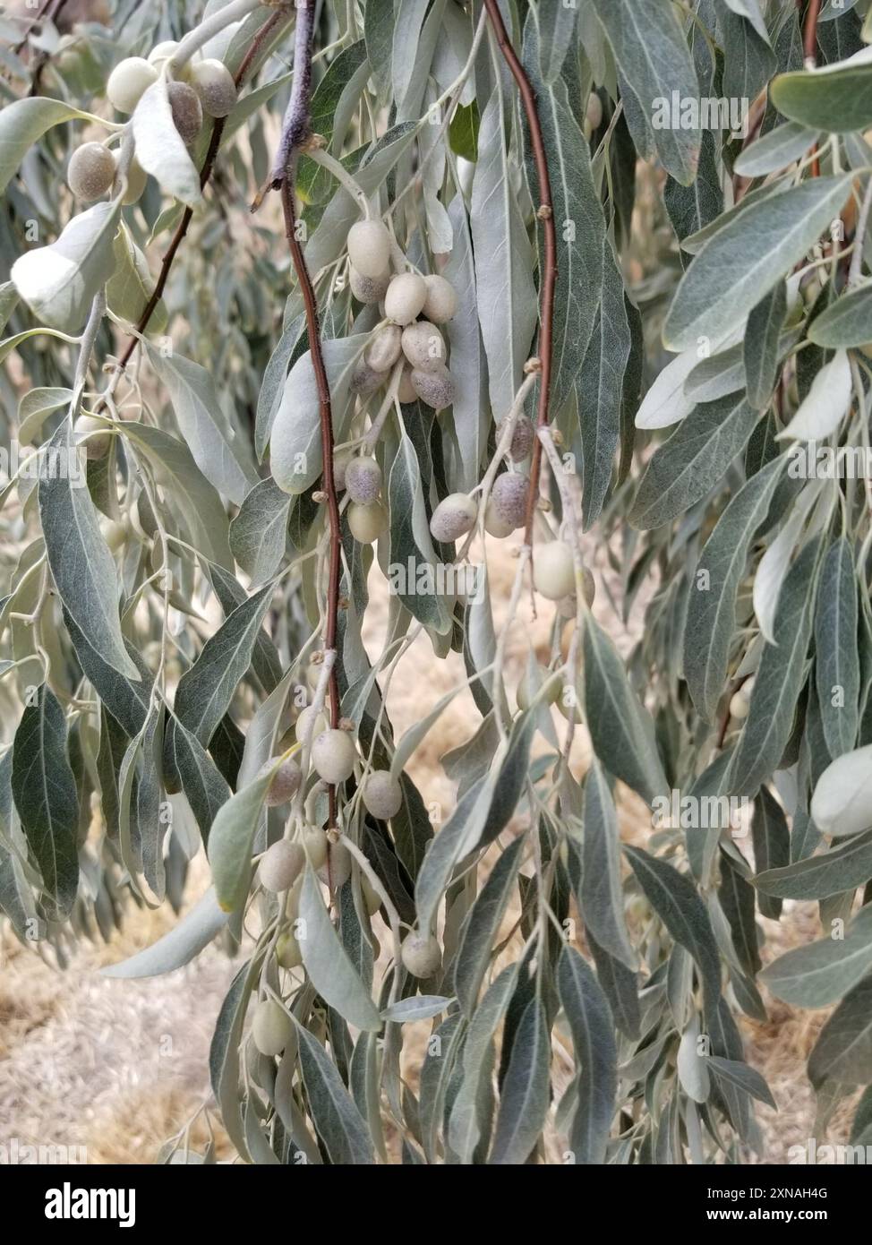 Russian olive (Elaeagnus angustifolia) Plantae Stock Photo - Alamy