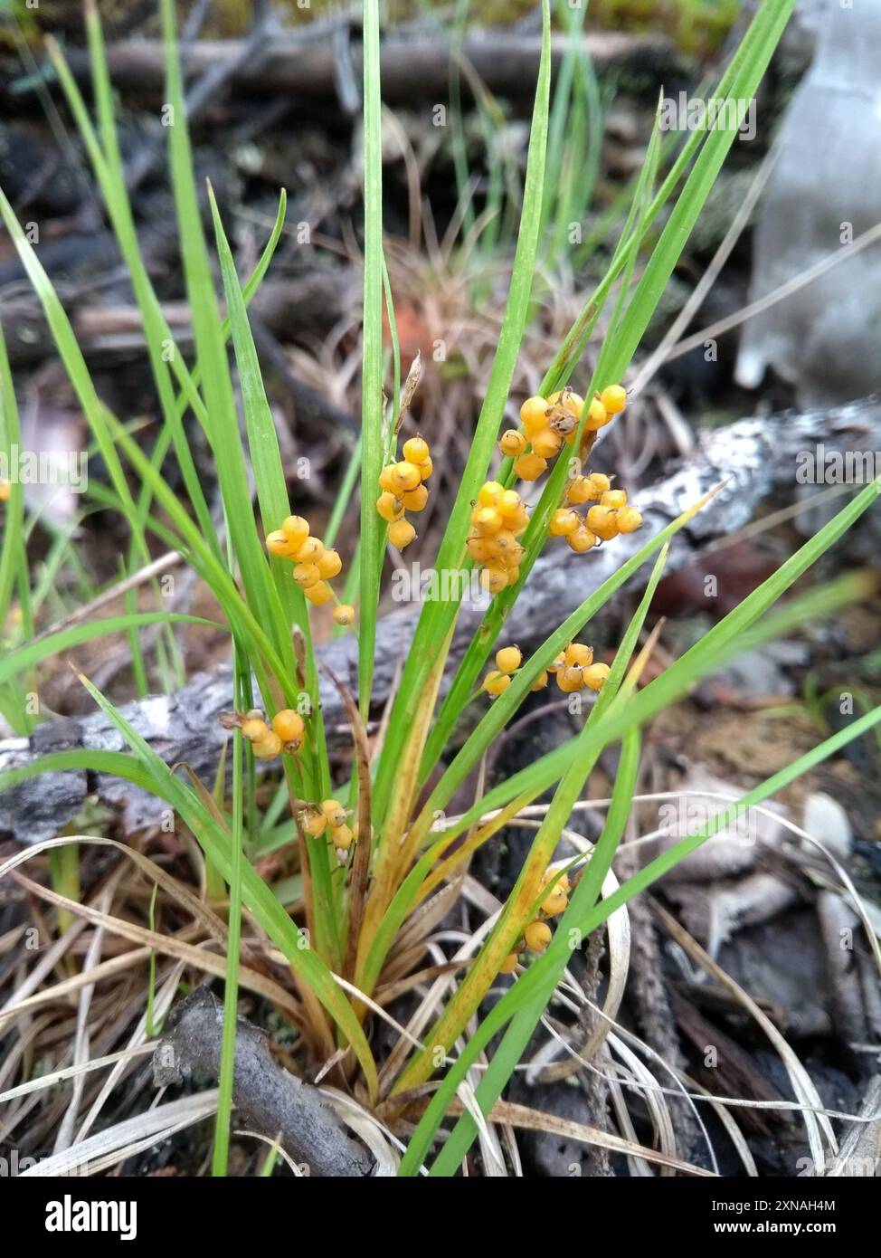 golden sedge (Carex aurea) Plantae Stock Photo - Alamy
