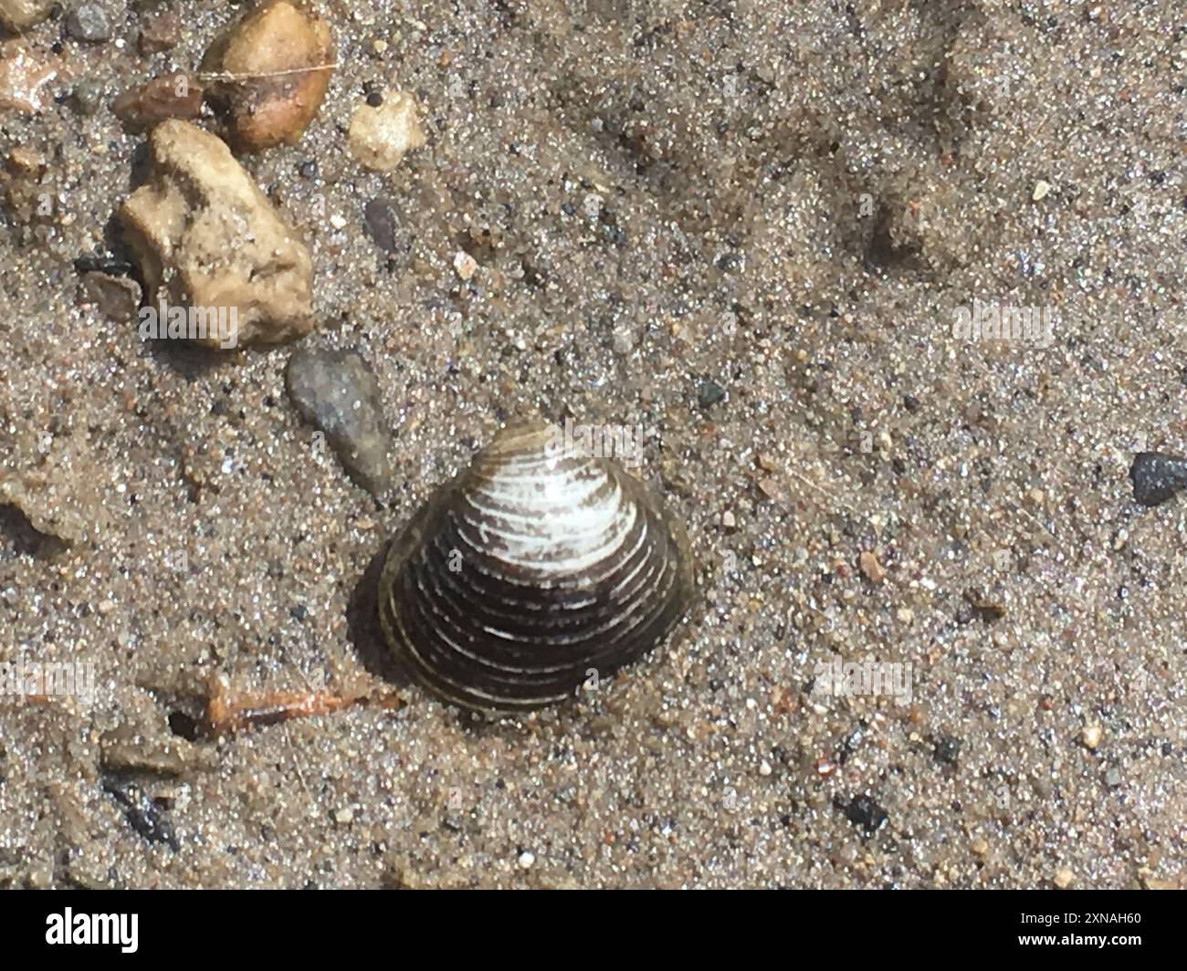 Asian Clam (Corbicula fluminea) Mollusca Stock Photo - Alamy