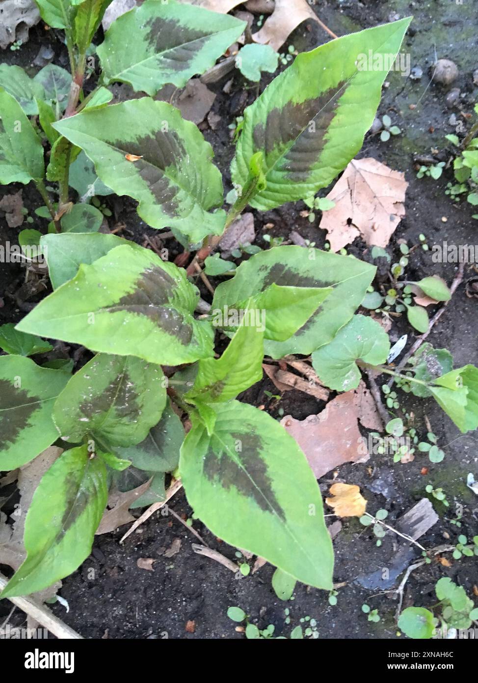 American jumpseed (Persicaria virginiana) Plantae Stock Photo - Alamy