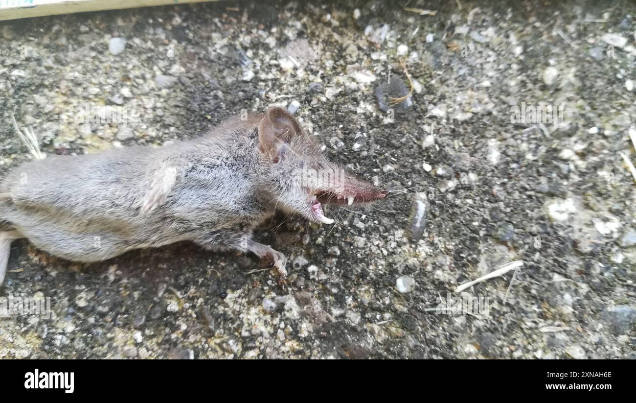 Western Lesser White-toothed Shrew (Crocidura gueldenstaedtii) Mammalia ...