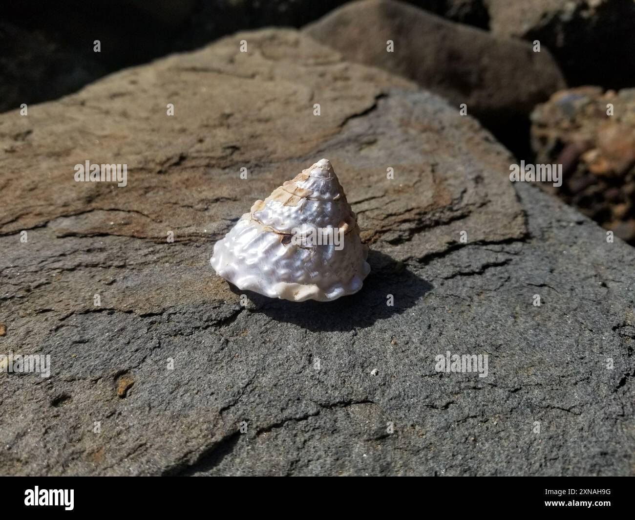 Megastraea hi-res stock photography and images - Alamy