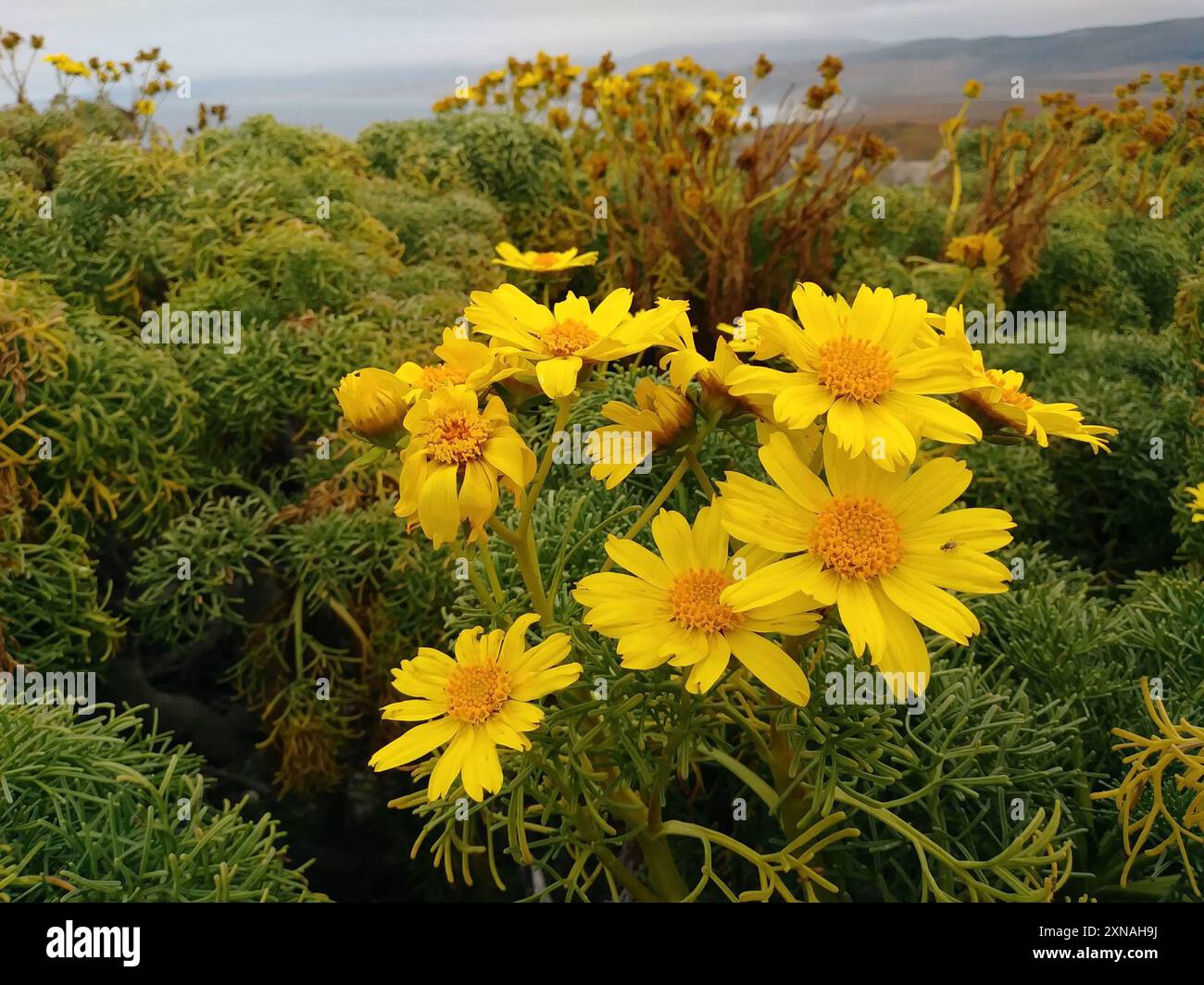 giant coreopsis (Leptosyne gigantea) Plantae Stock Photo - Alamy