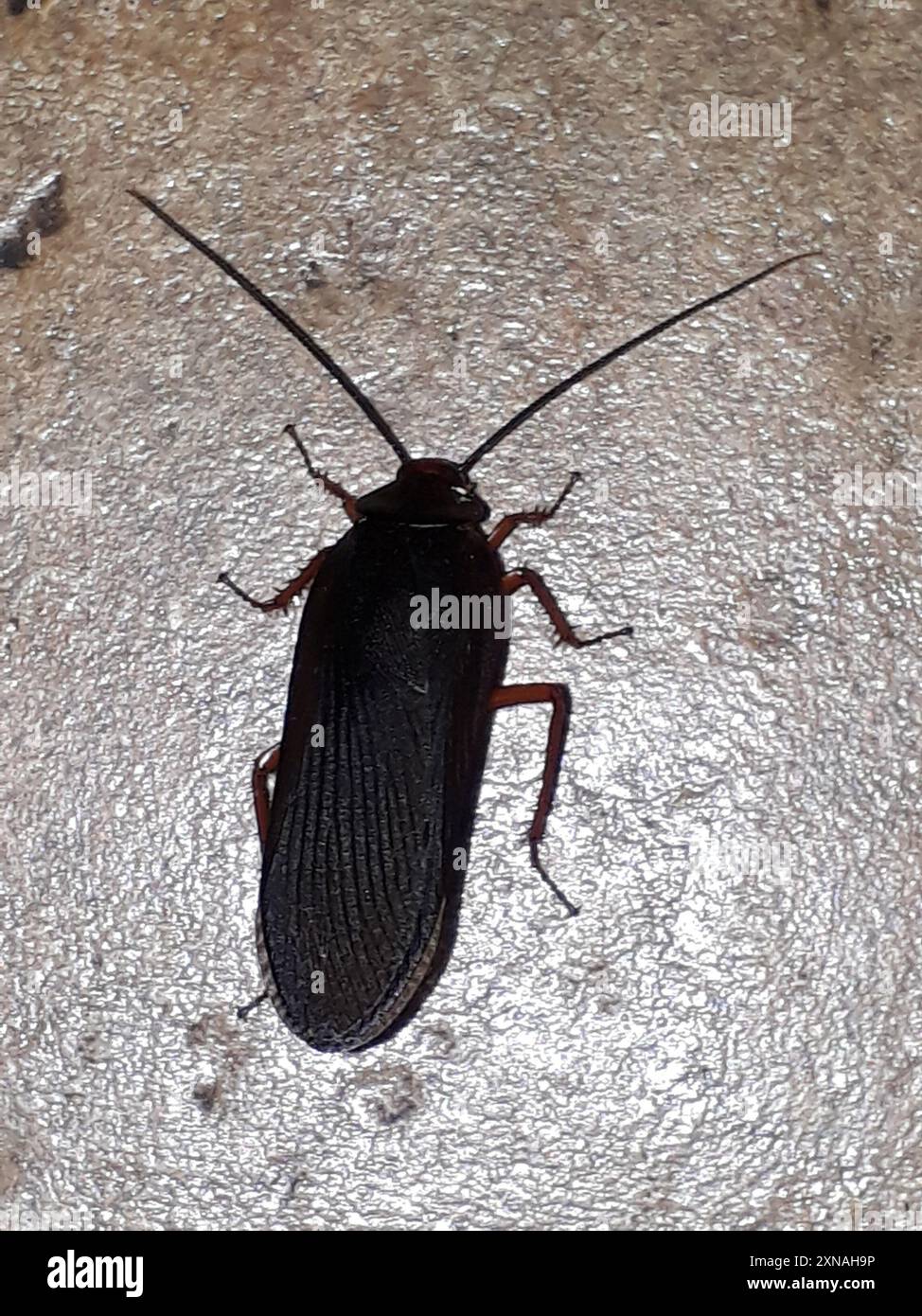 Red-headed Cockroach (Deropeltis erythrocephala) Insecta Stock Photo ...