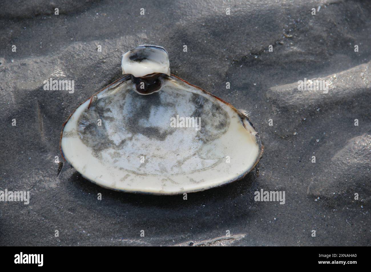 West Atlantic Surfclam (Spisula solidissima) Mollusca Stock Photo - Alamy