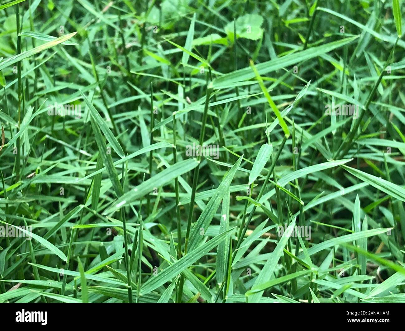 grasses (Poaceae) Plantae Stock Photo - Alamy