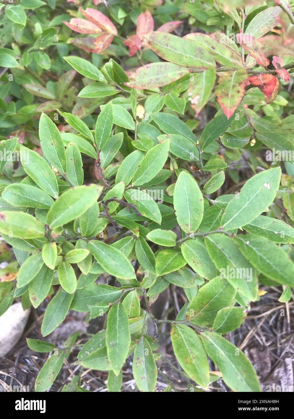 lowbush blueberry (Vaccinium angustifolium) Plantae Stock Photo - Alamy