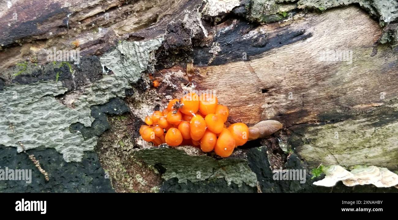 orange mycena (Mycena leaiana) Fungi Stock Photo - Alamy