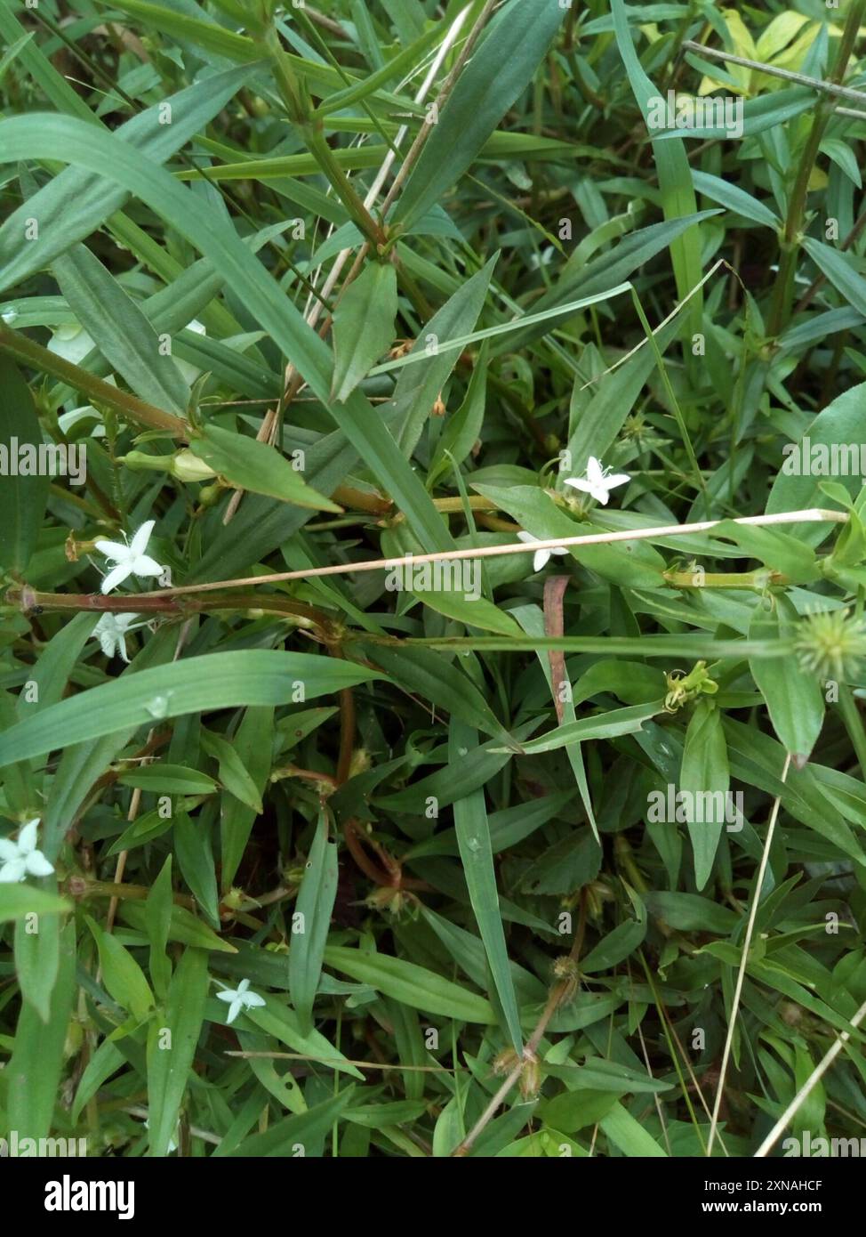 buttonweed (Diodia virginiana) Plantae Stock Photo - Alamy